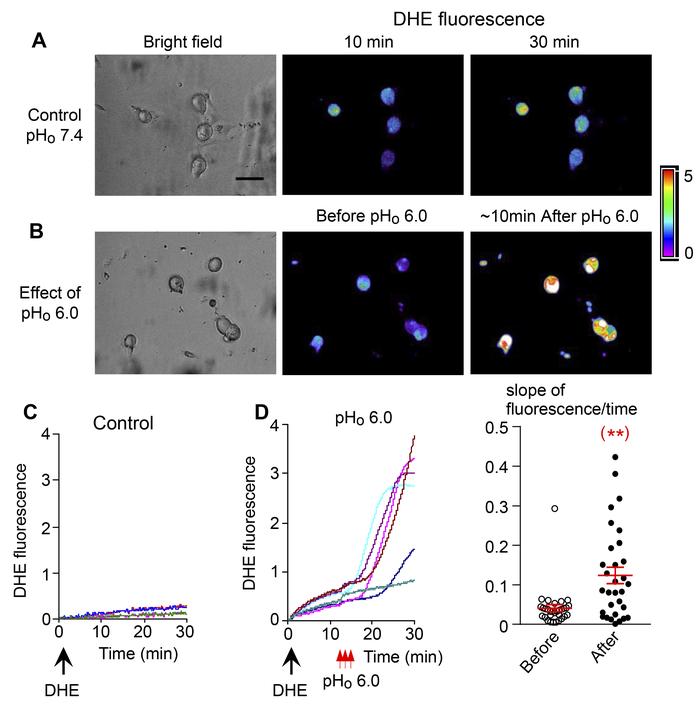 JCI Insight - The volume-regulated anion channel (LRRC8) in nodose neurons is sensitive to acidic pH