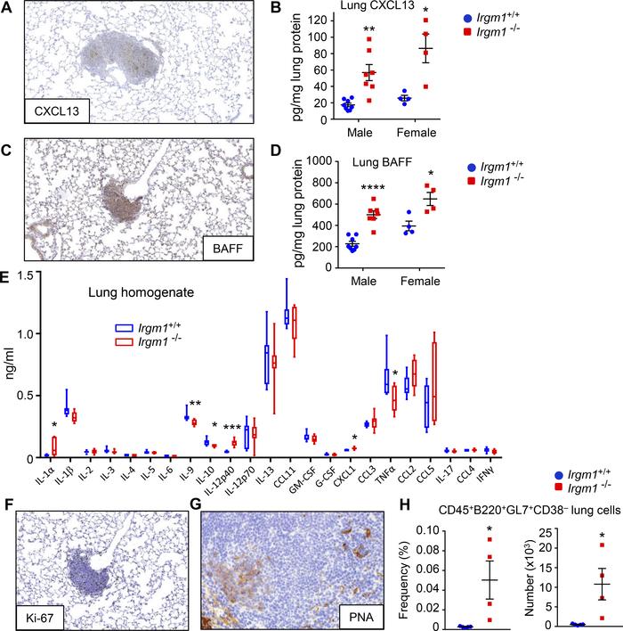 JCI Insight - Irgm1 coordinately regulates autoimmunity and host ...