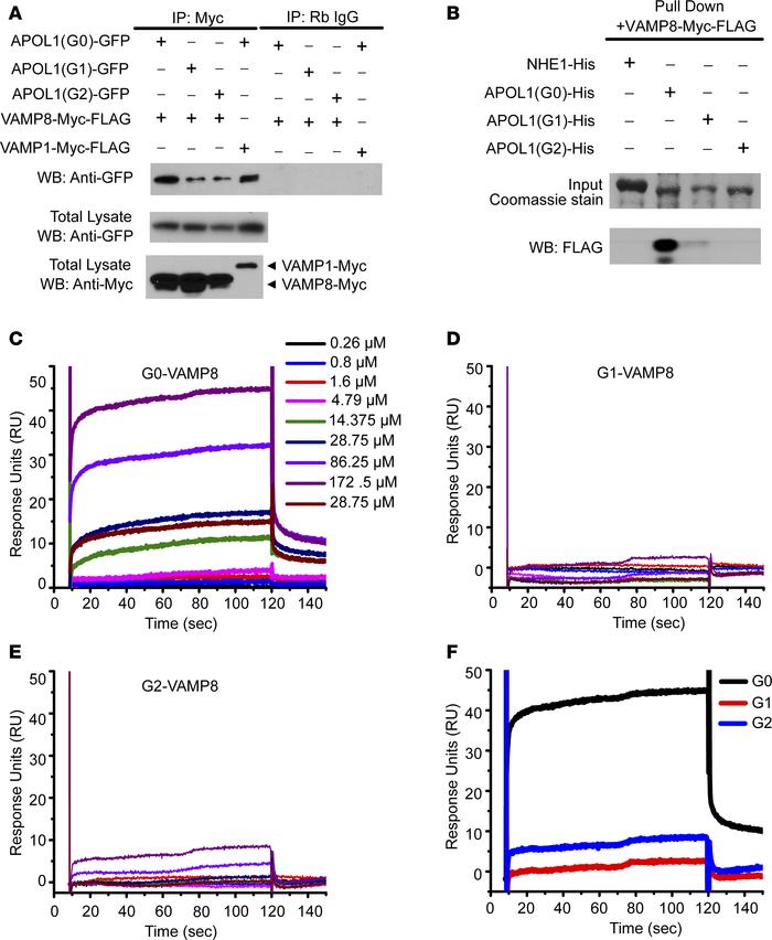 JCI Insight - APOL1 variants change C-terminal conformational dynamics ...
