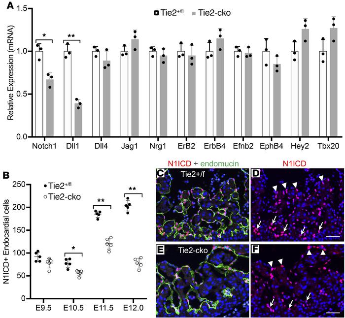 JCI Insight - Tie2 regulates endocardial sprouting and myocardial ...