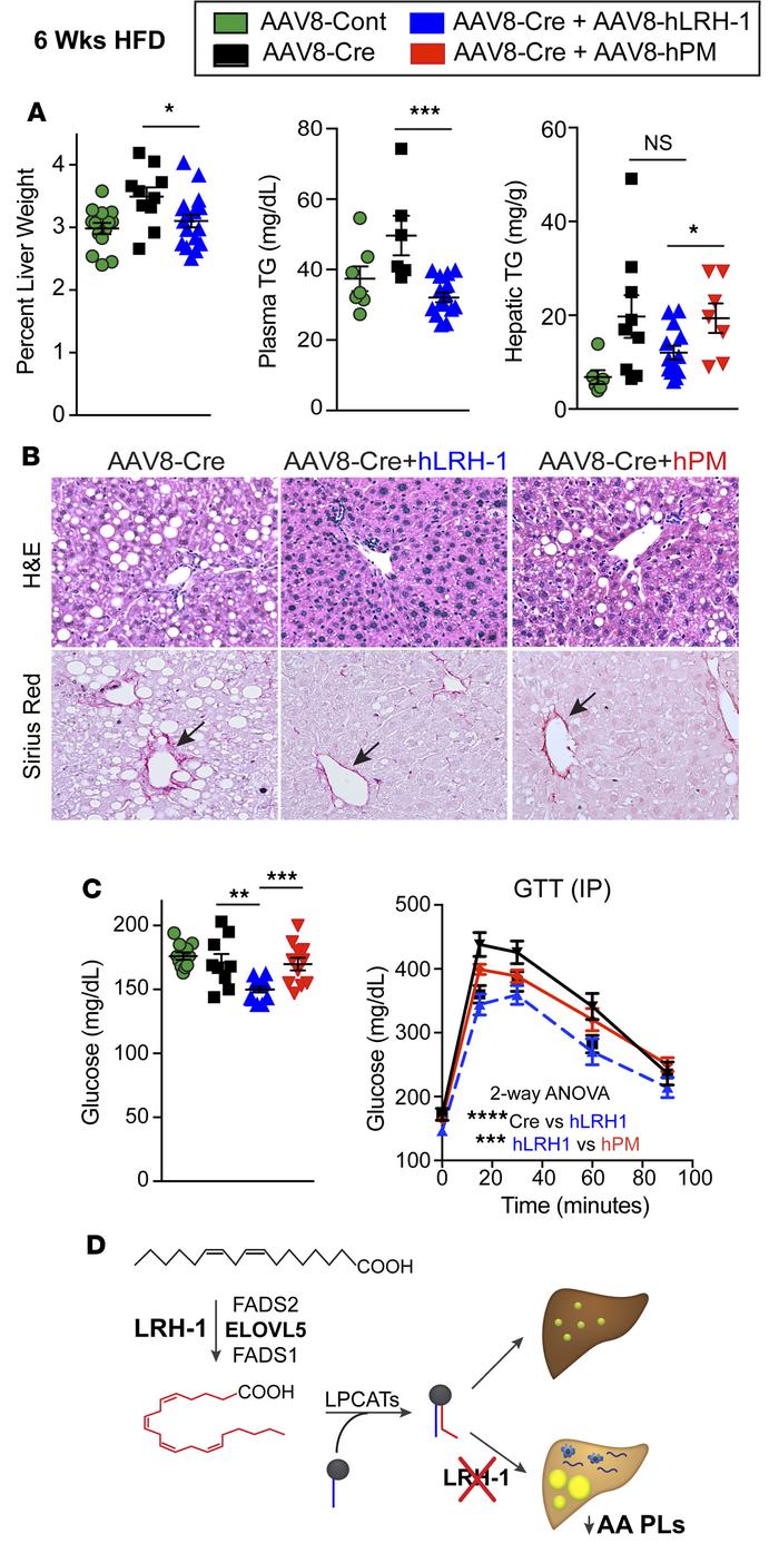 JCI Insight - LRH-1 regulates hepatic lipid homeostasis and maintains ...