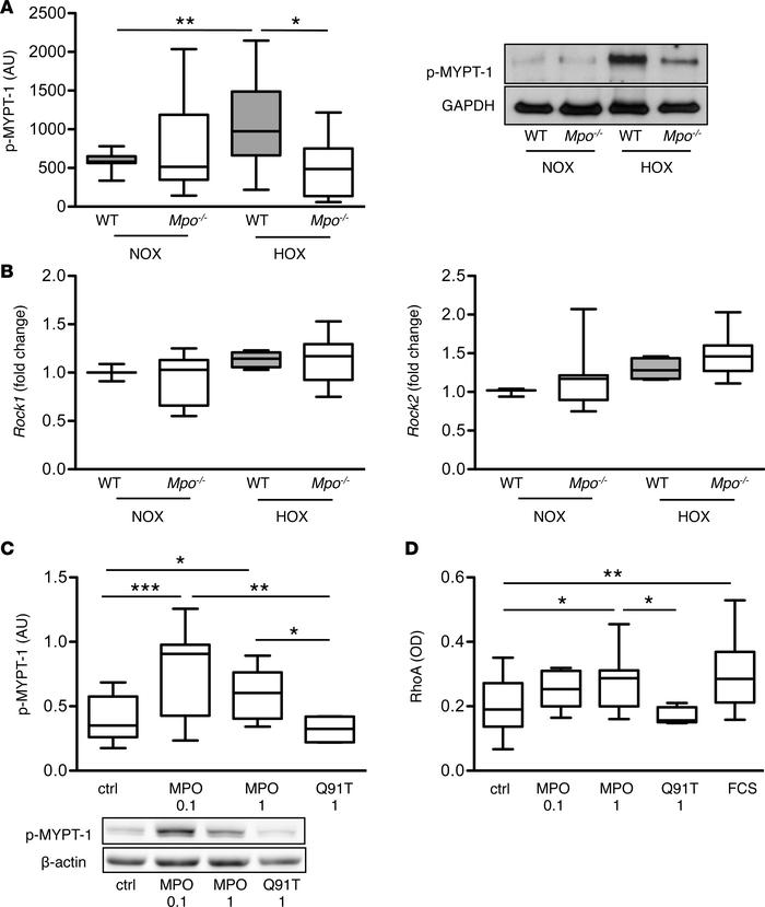 JCI Insight - Myeloperoxidase aggravates pulmonary arterial ...