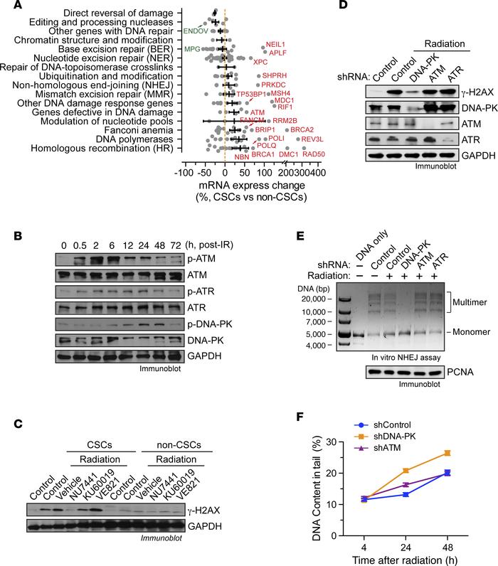 JCI Insight - Temporal DNA-PK activation drives genomic instability and ...