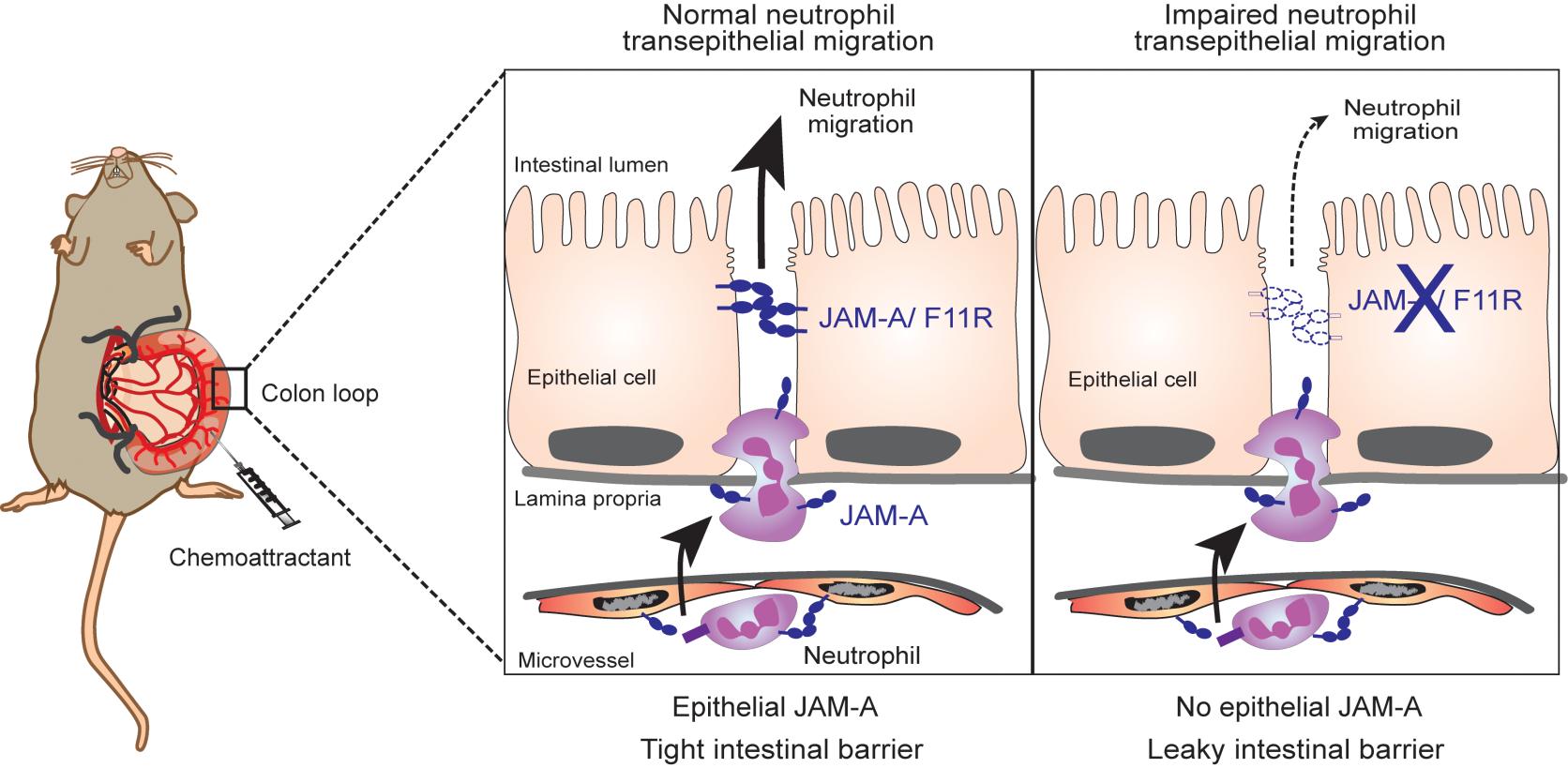 JCI Insight - Analysis of leukocyte transepithelial migration using an ...